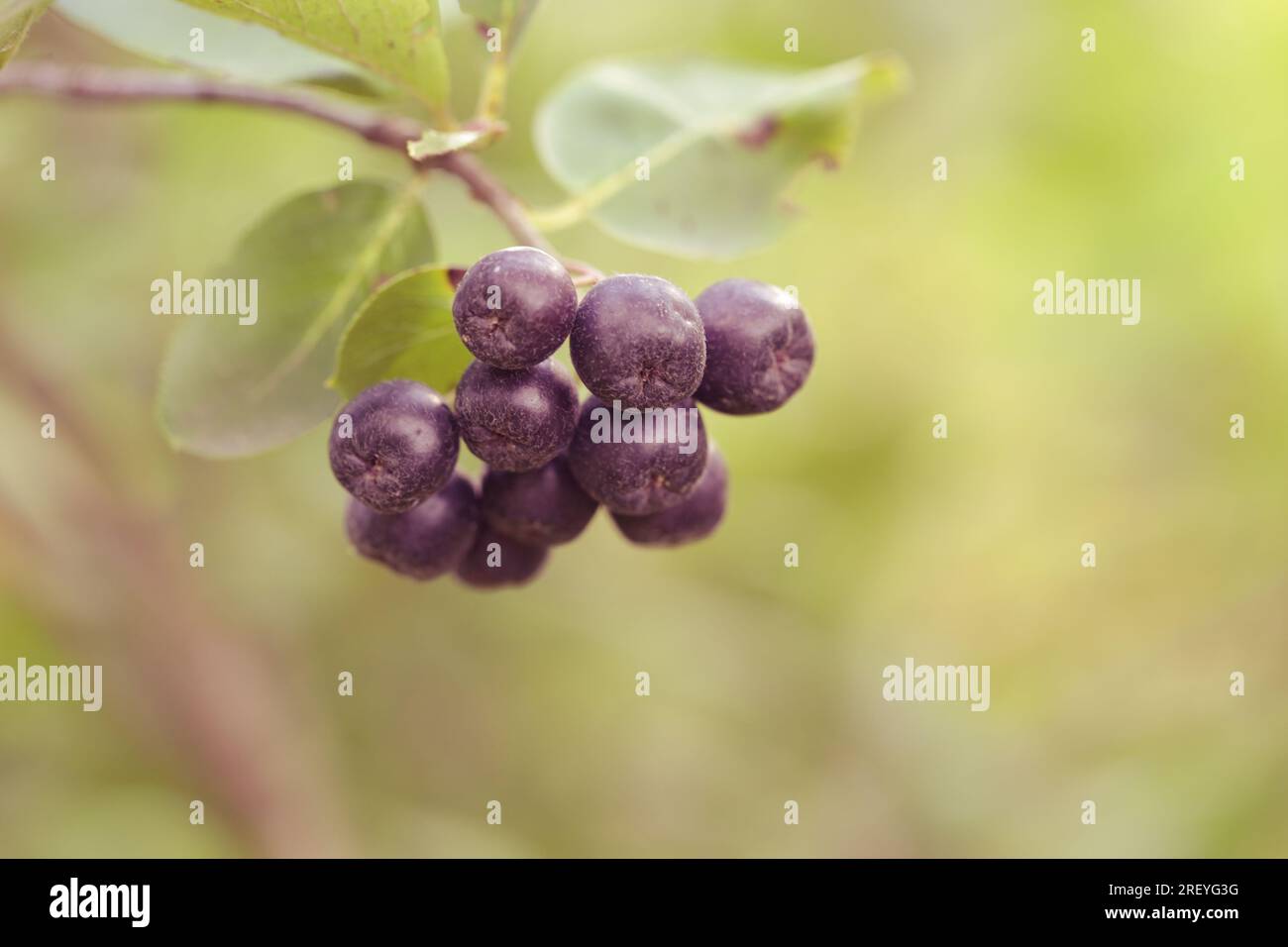 Aronia berry bush - superfruit that boosts your body’s immune system to ...