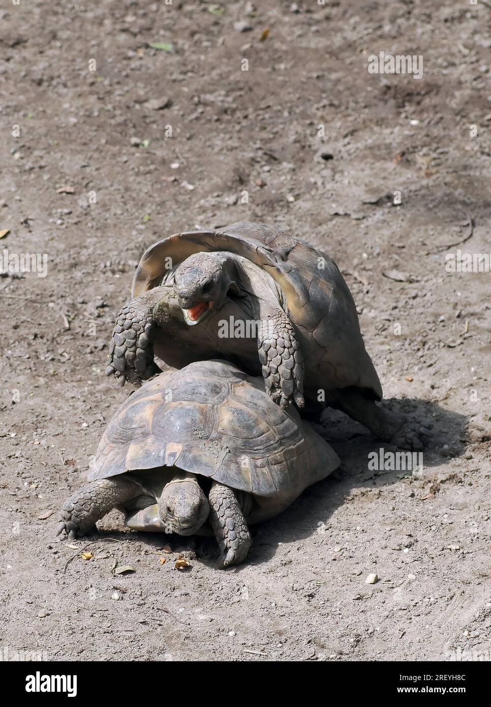 Tortue mauresque hi-res stock photography and images - Alamy
