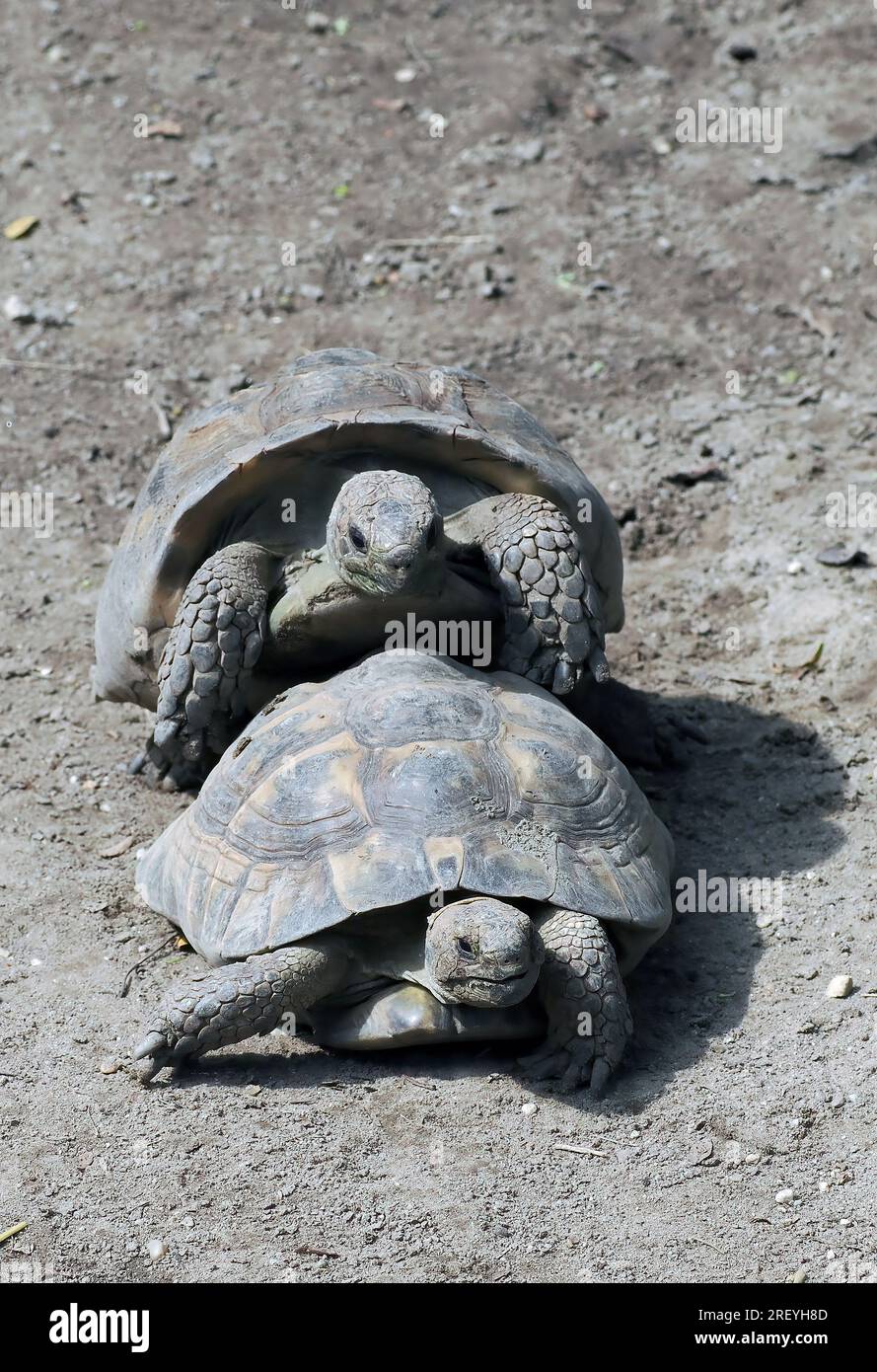 Tortue mauresque hi-res stock photography and images - Alamy