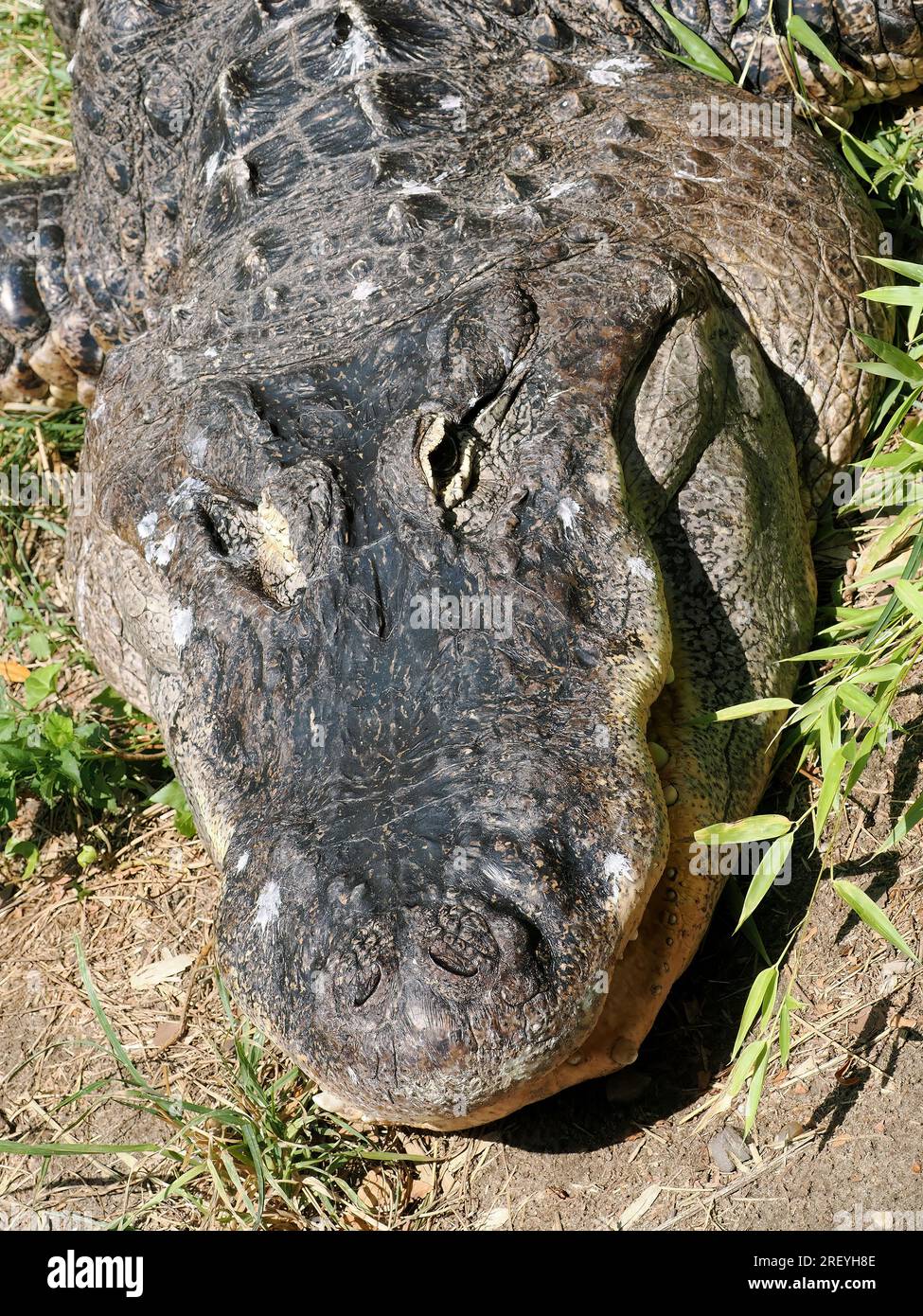 Mississippi alligator hi-res stock photography and images - Alamy