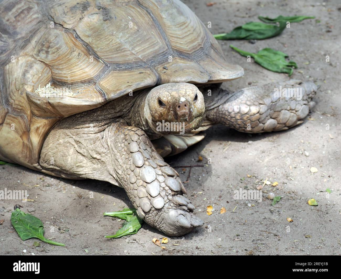 Tortue sulcata hi-res stock photography and images - Alamy