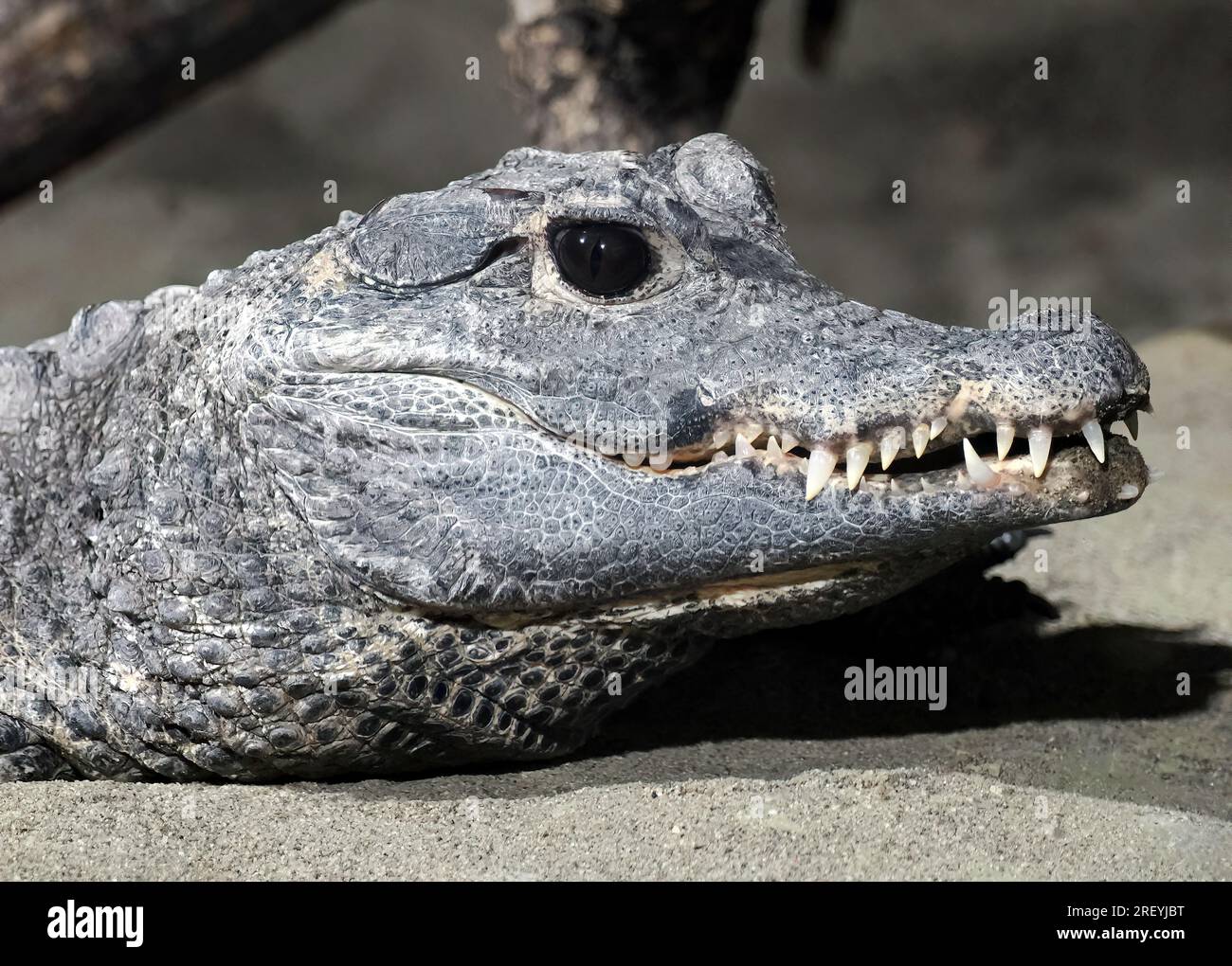 Dwarf crocodile, African dwarf crocodile, broad-snouted crocodile ...