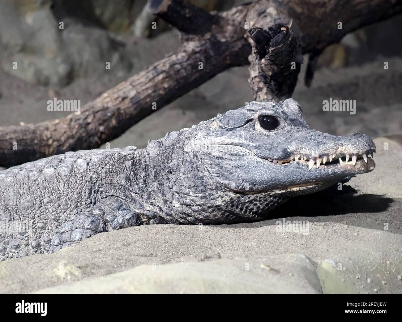 Dwarf crocodile, African dwarf crocodile, broad-snouted crocodile, Stumpfkrokodil, Crocodile ...