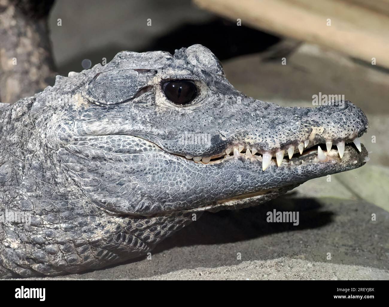 Dwarf Crocodile African Dwarf Crocodile Broad Snouted Crocodile Stumpfkrokodil Crocodile