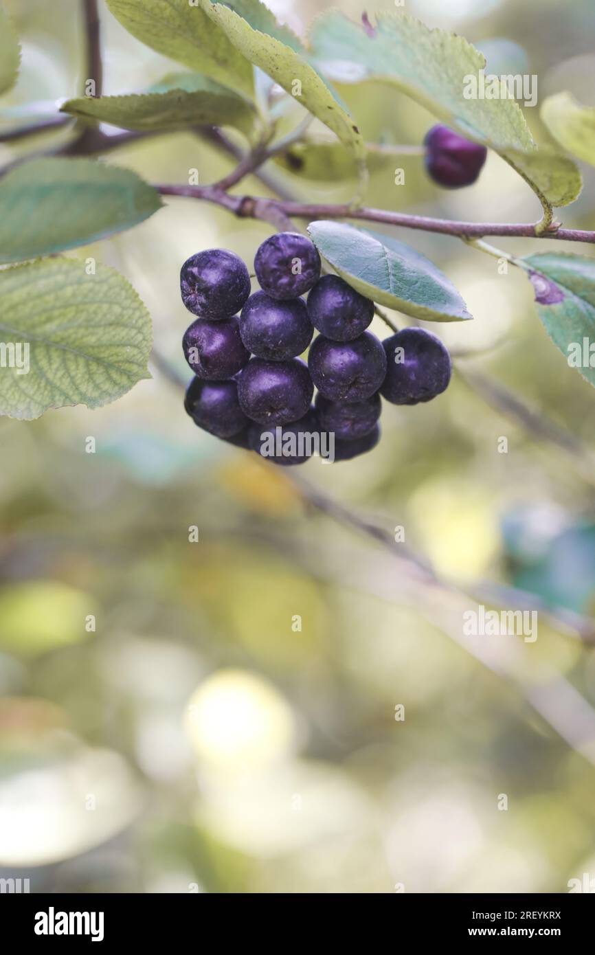 Aronia berry bush - superfruit that boosts your body’s immune system to ...