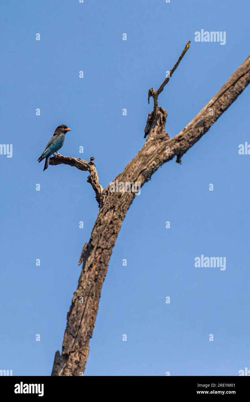 A Dollar Bird Sitting on a tree Stock Photo - Alamy