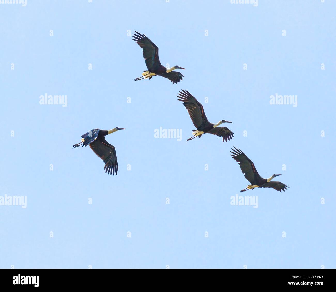 Blue flight four wing hi-res stock photography and images - Alamy