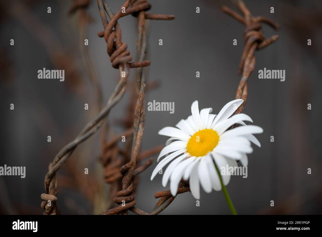 Chamomile flower and rusty iron wire, symbol of armistice during war ...