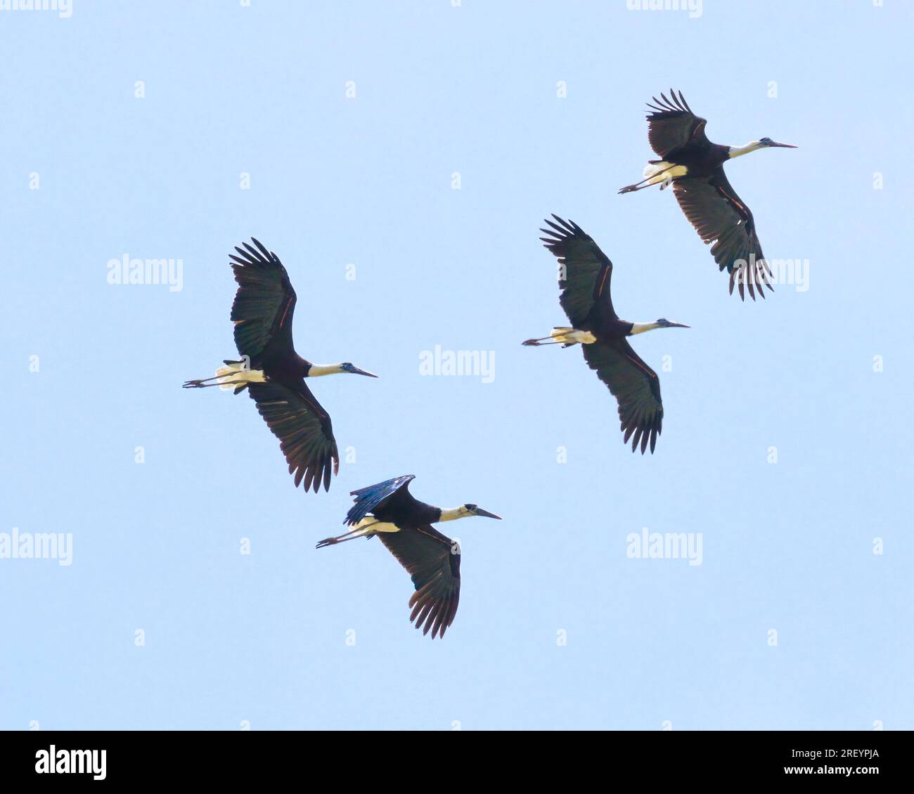 Woolly Neck Storks flying in a formation Stock Photo - Alamy