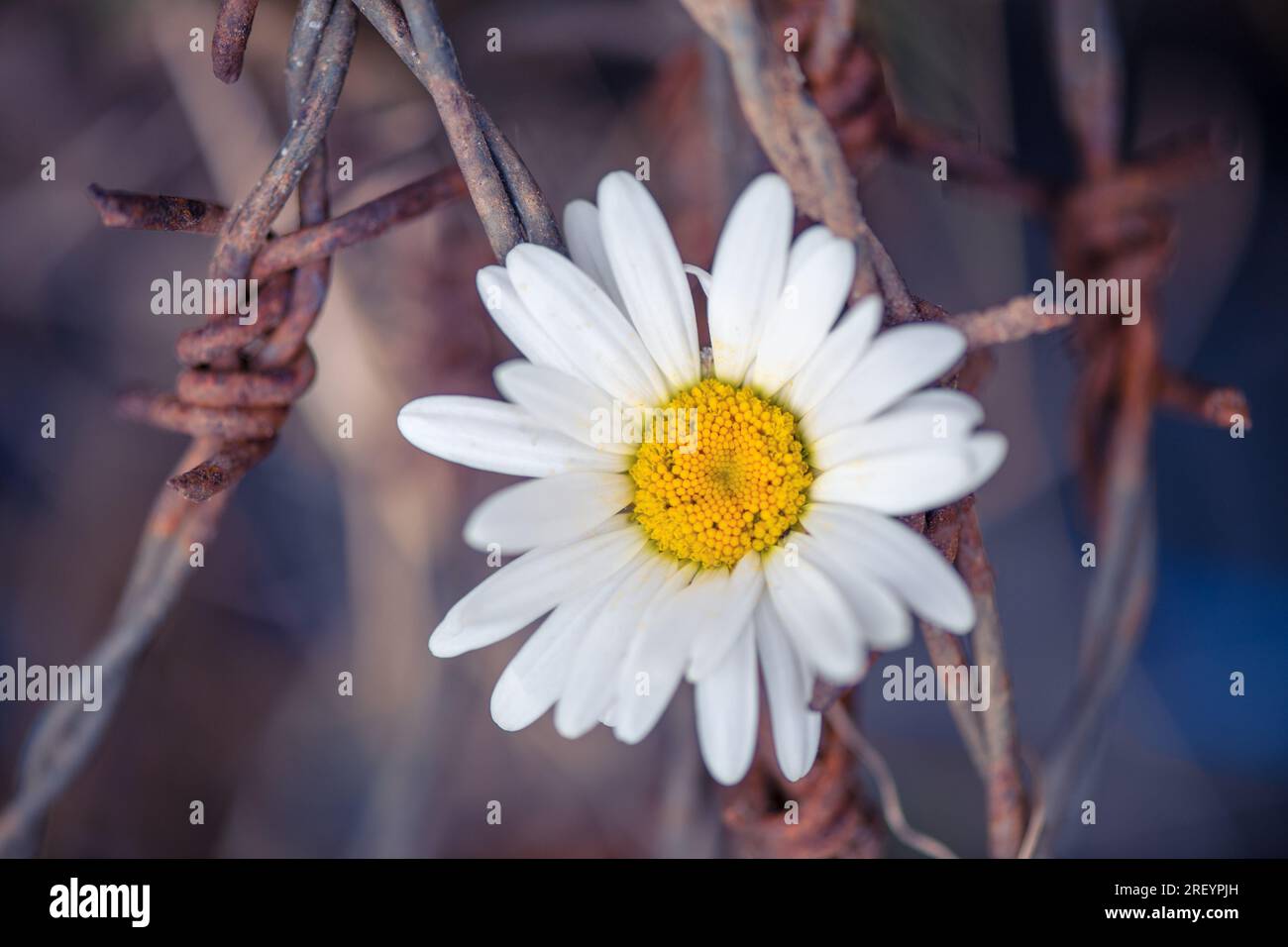 Chamomile flower and rusty iron wire, symbol of armistice during war ...