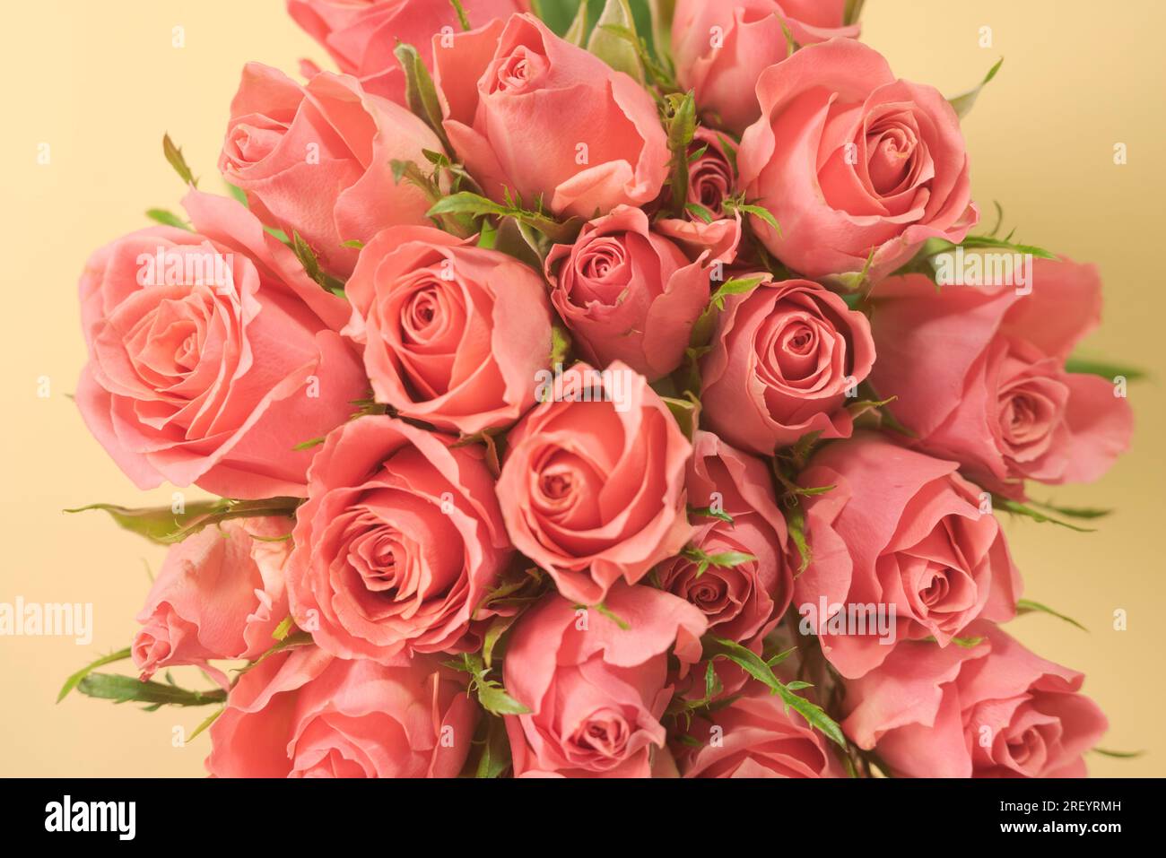 Explosion rose hi-res stock photography and images - Alamy