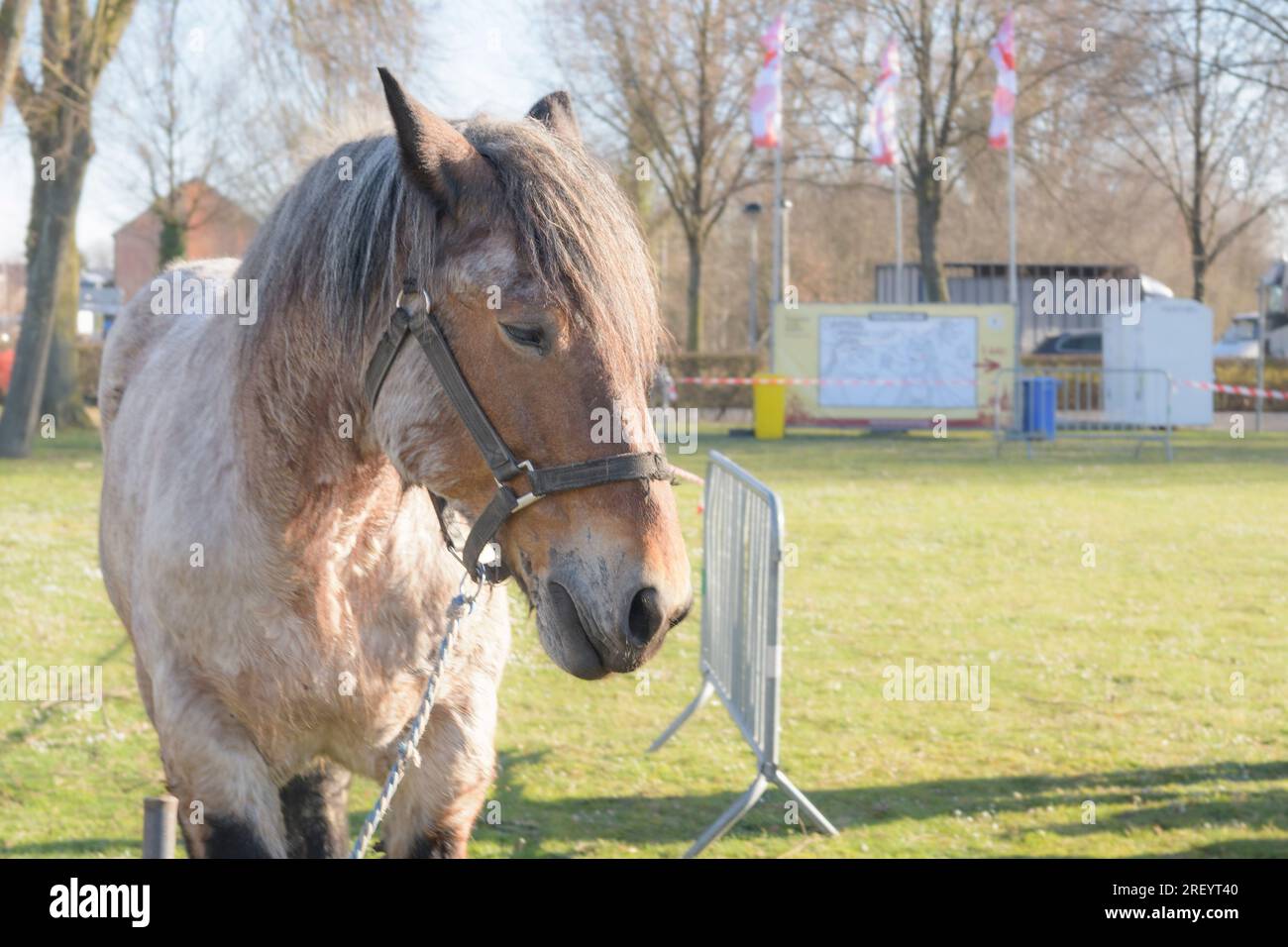 Spotted horse on a leash. Horses on sale at the horse fair. copy space ...