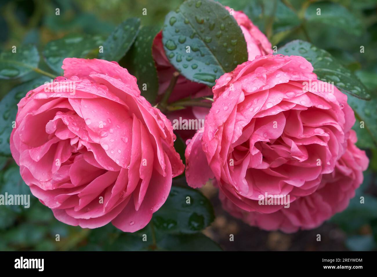 Two nice pink roses with raindrops Stock Photo - Alamy