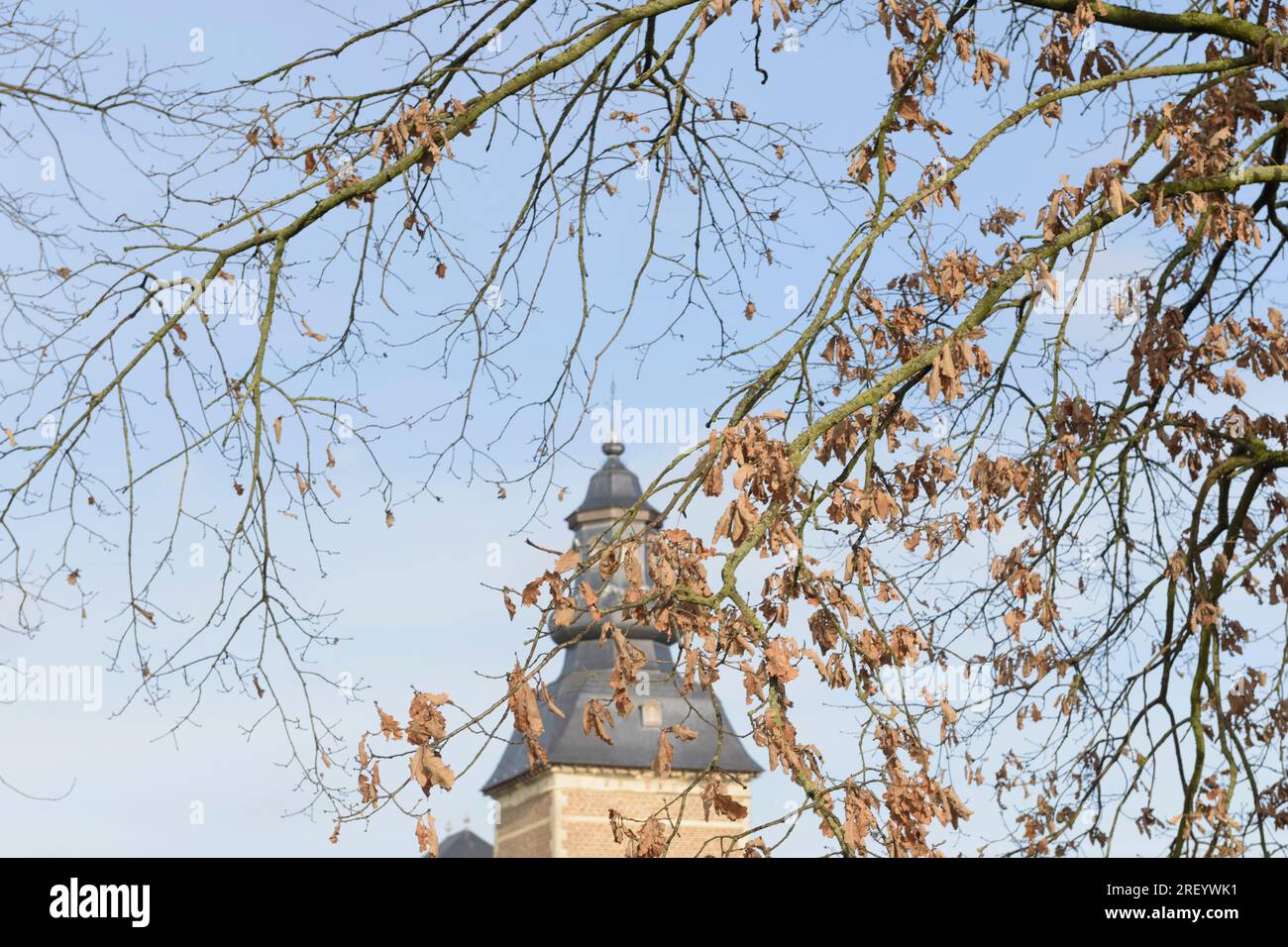 Branches of a tree with almost fallen leaves against the background of ...