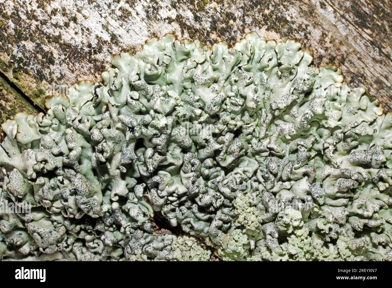 Lichen of boreal and temperate forests hi-res stock photography and ...