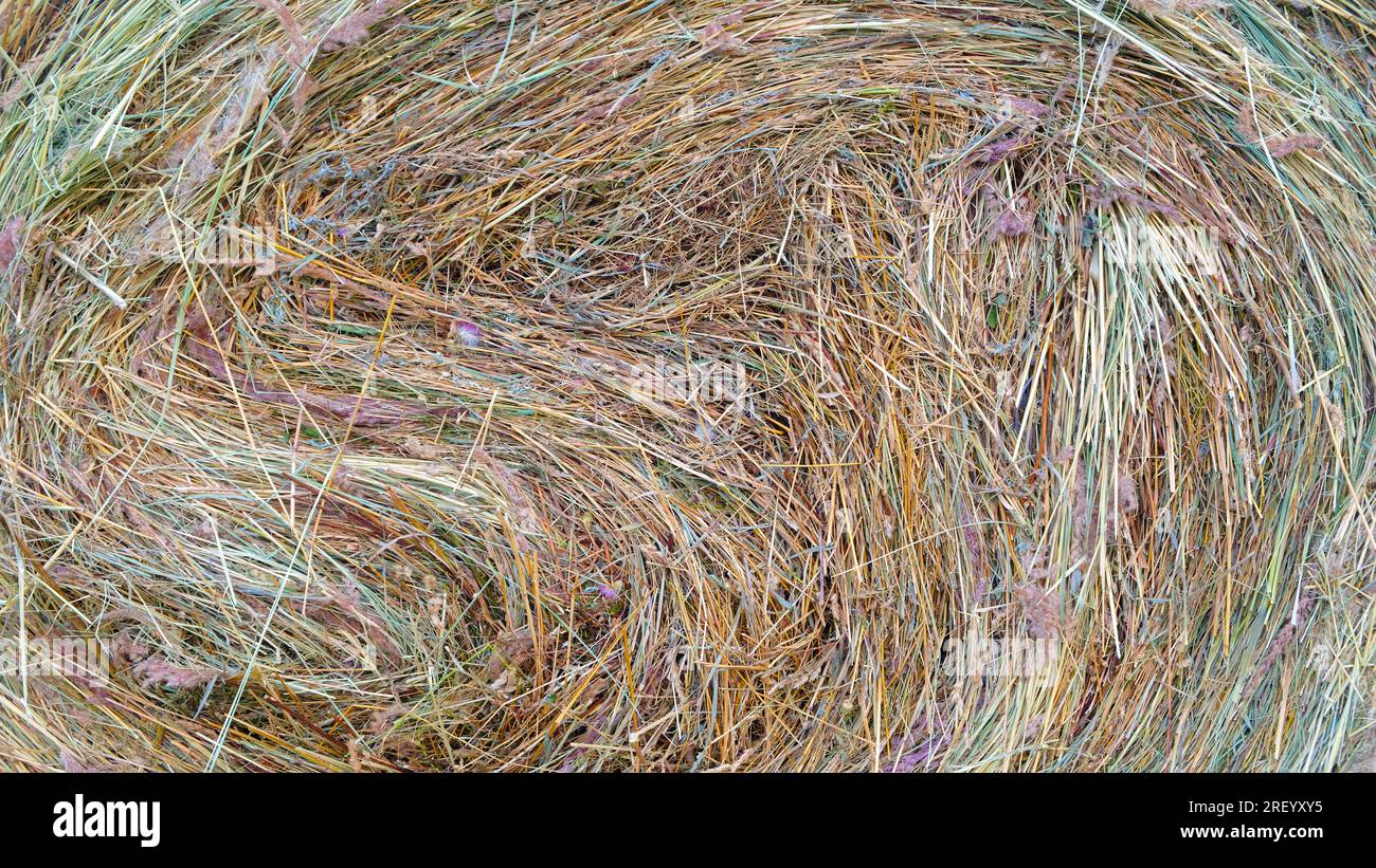 Detailed macro view wheat hi-res stock photography and images - Alamy