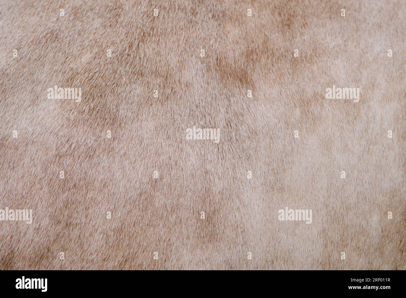 Background of beige cow wool skin, texture of brown calf fur Stock ...