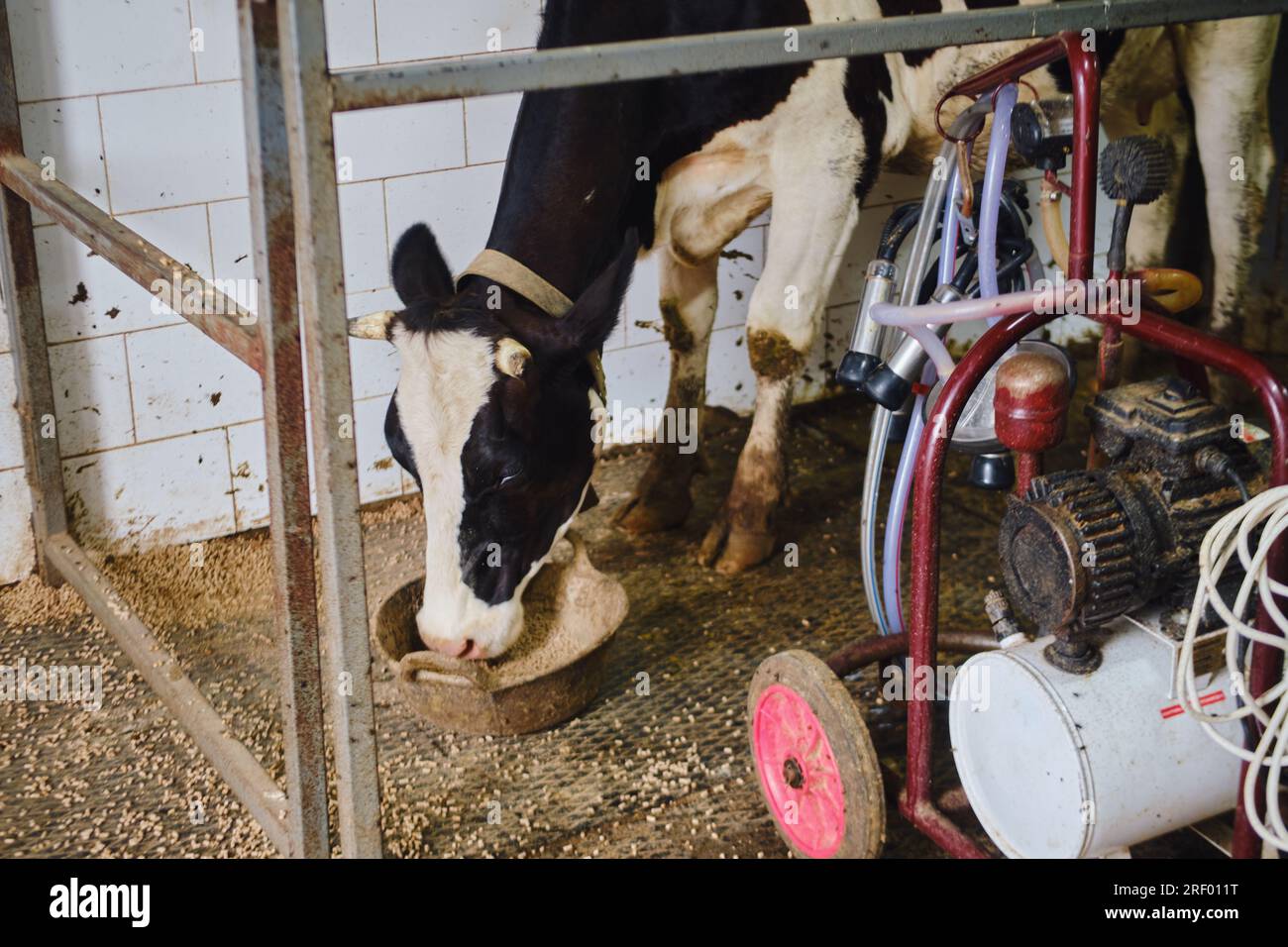 The muddy cow looks sad and unclean while being milked in the ...
