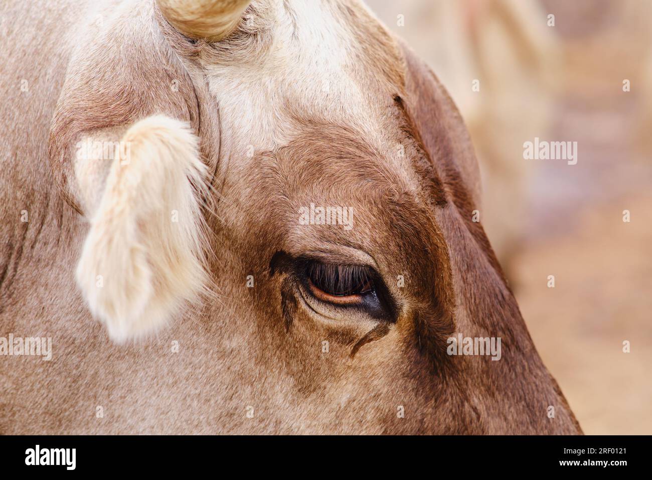 The tired cow's eyes are drooping from exhaustion, making her appear ...