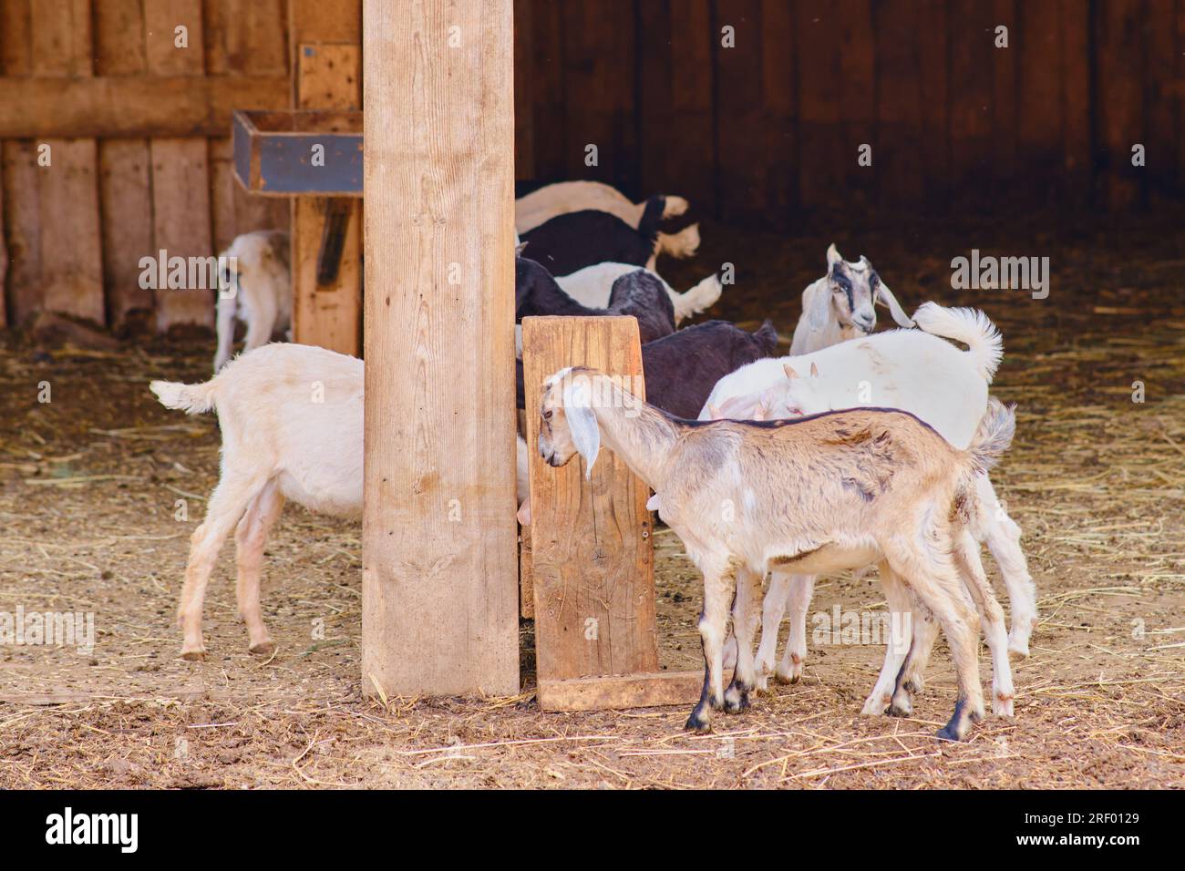 The domesticated baby goats happily munch on hay from the manger in ...