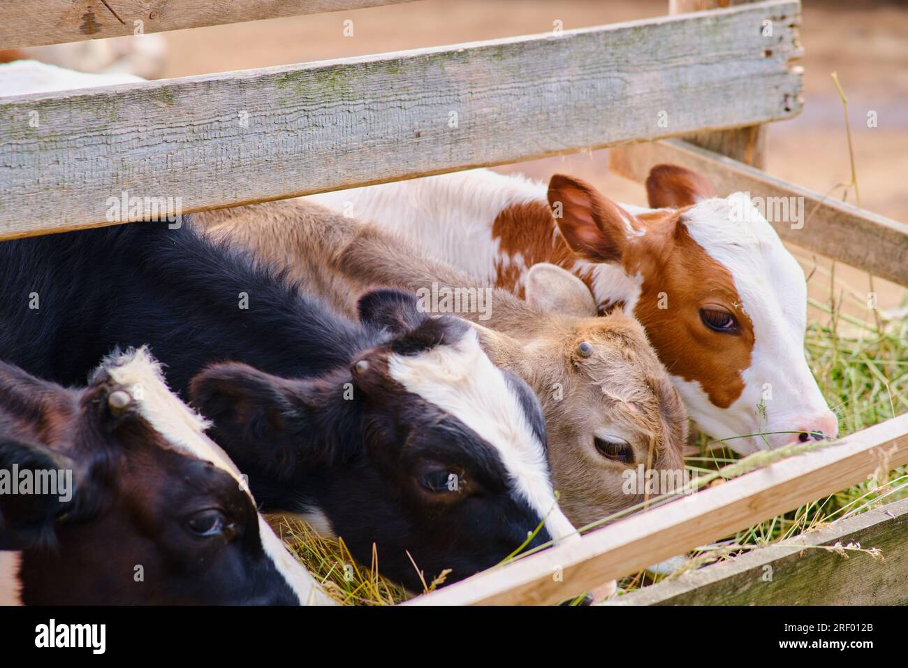 The herd of cows cattle is enjoying their meal of fresh grass on the ...