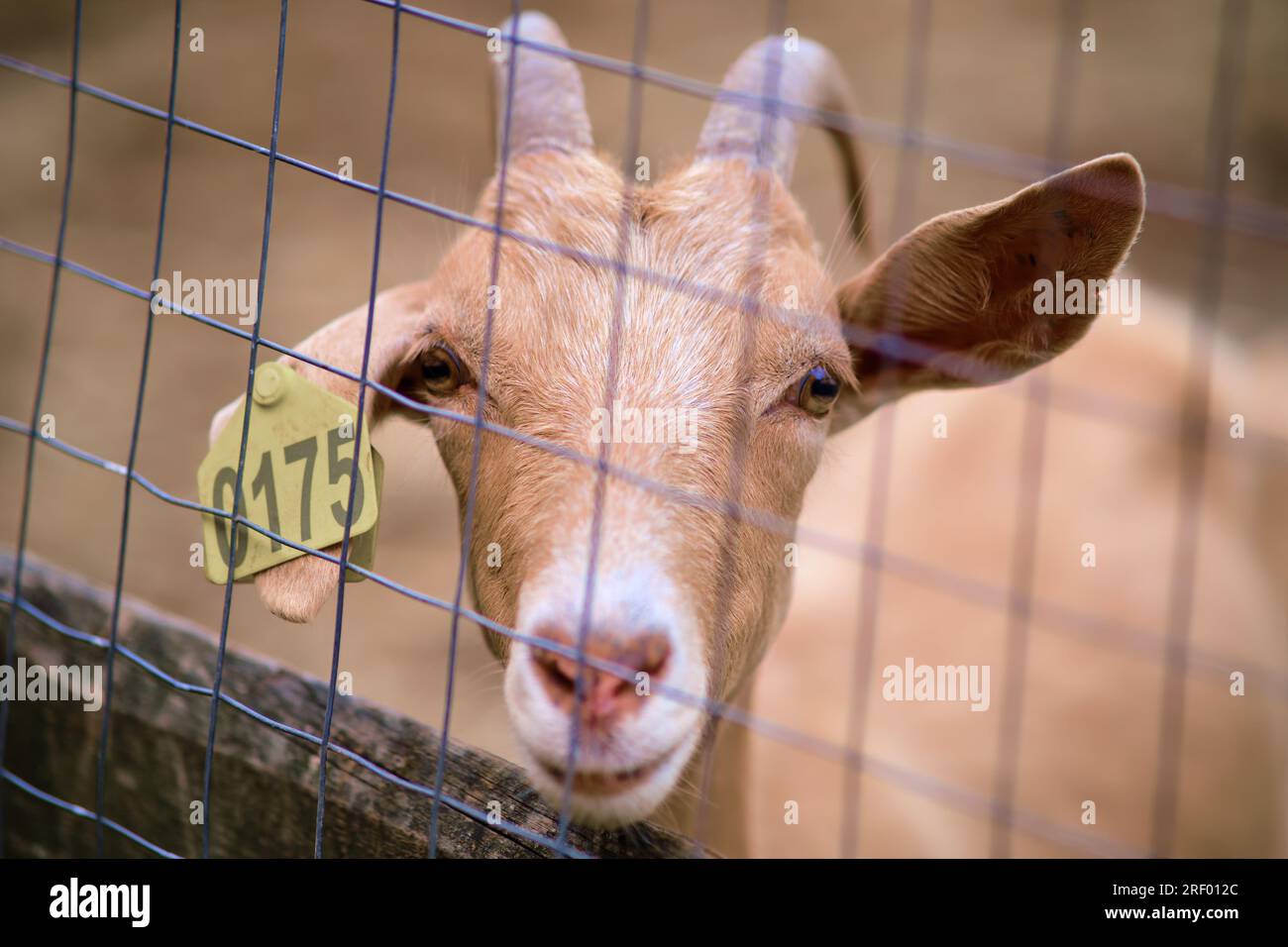 The brown goat's eyes reflect its depression as it stands alone behind ...