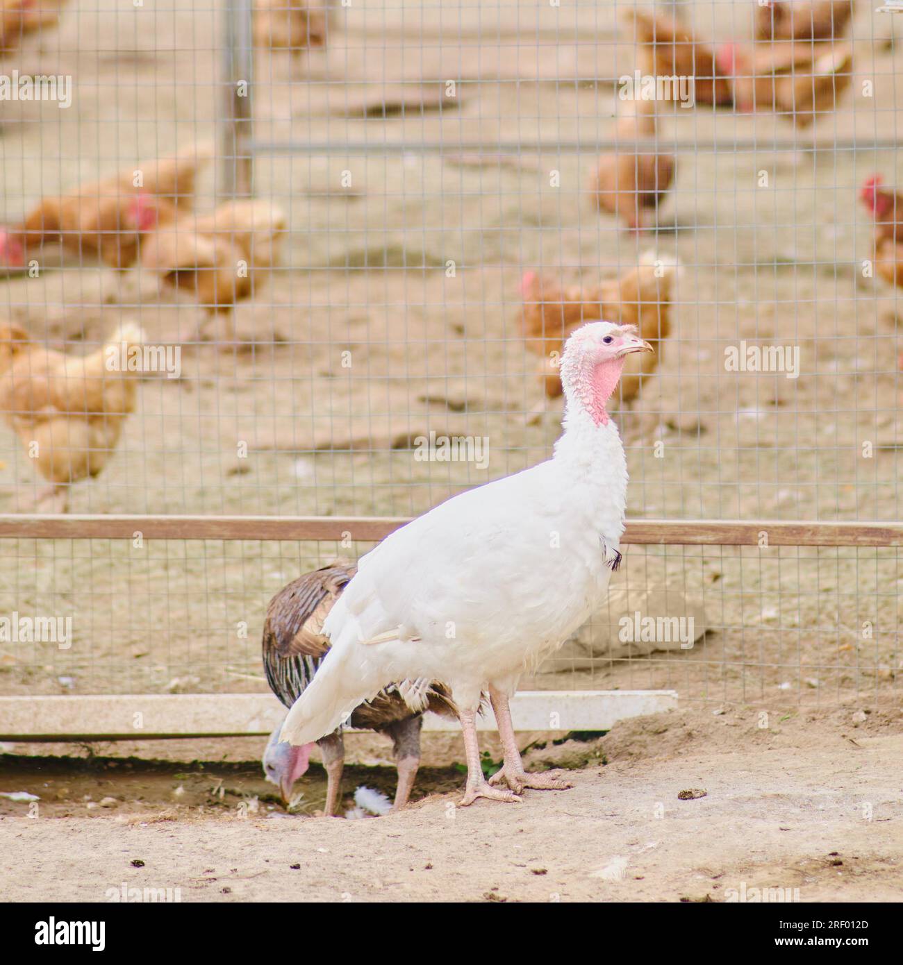 The home to many different species, including the turkeys with their ...