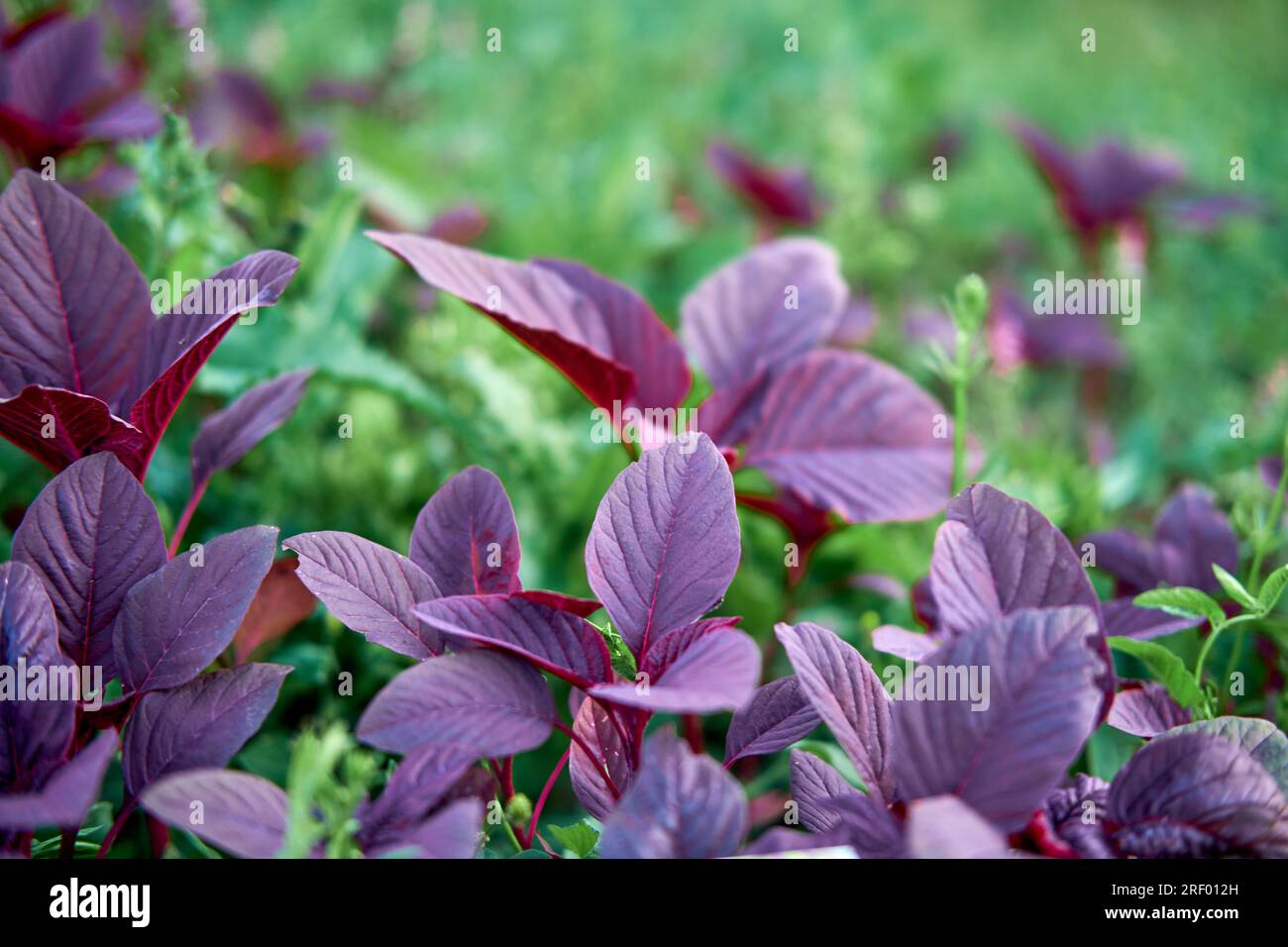 The floral aroma of the red leaf amaranth vegetable is a delightful ...