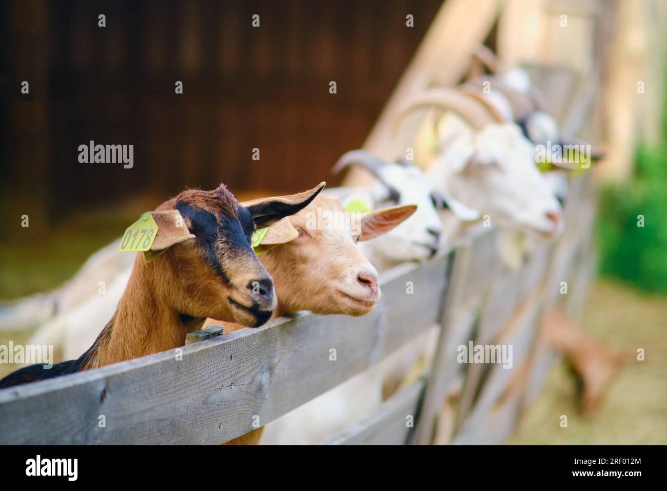 The herd of funny goats is happily playing outside in the farming area ...