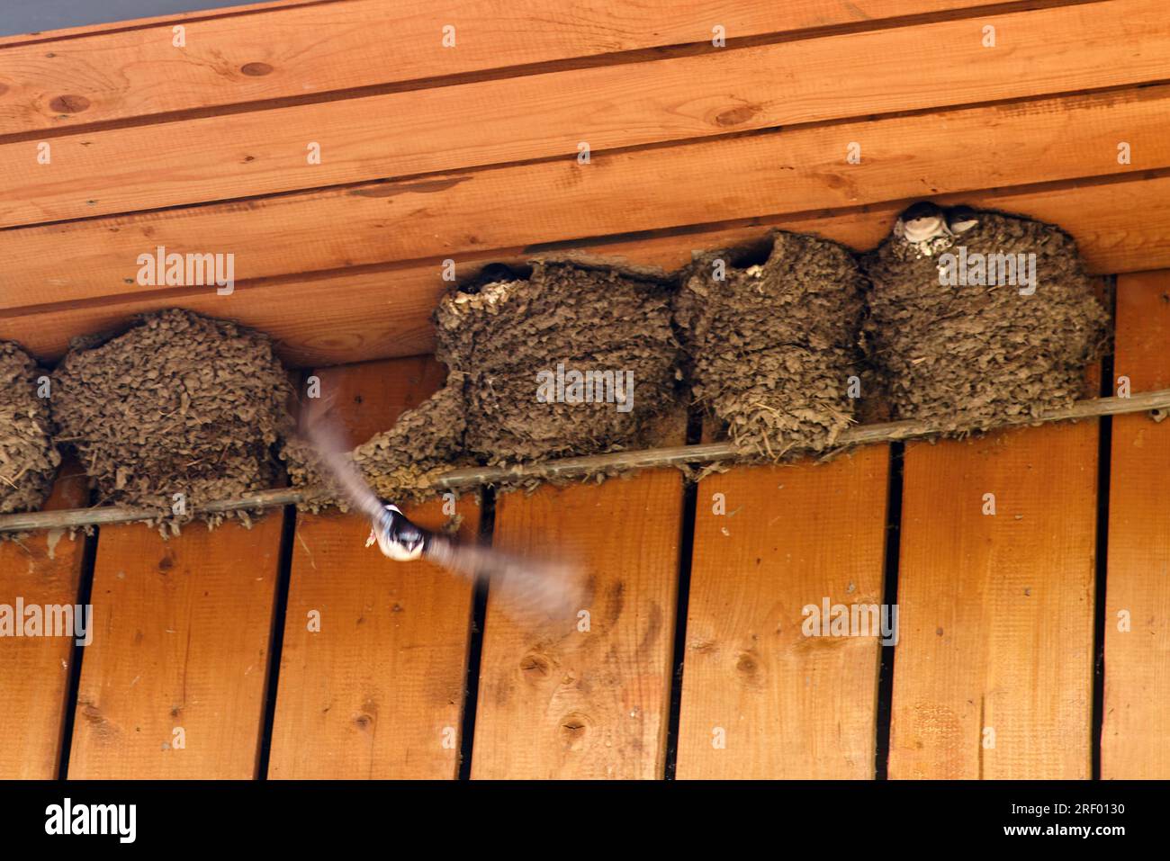 Swallow nests under the roof of the building, close-up Stock Photo - Alamy
