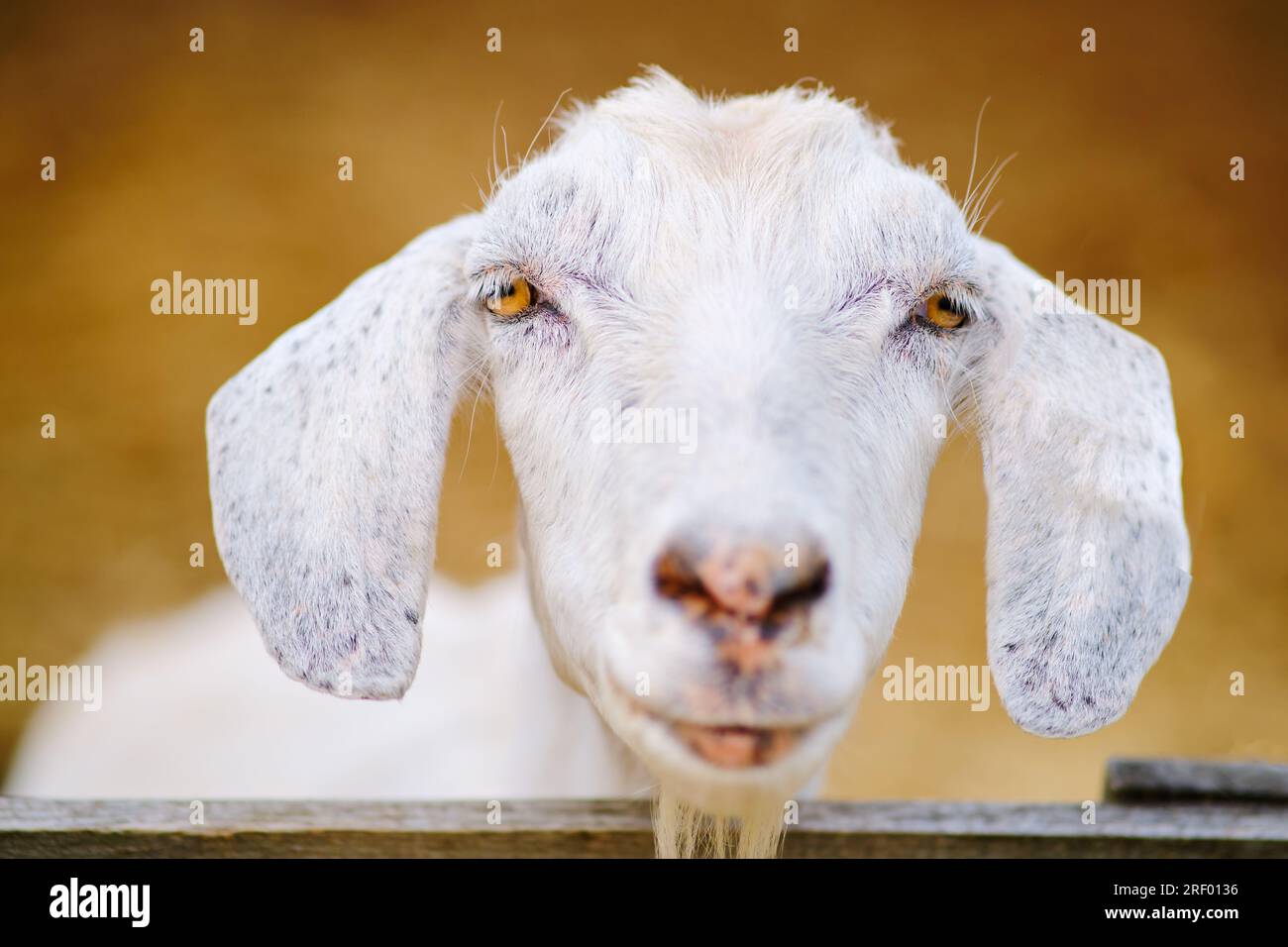 The curious goat is poking its head through the fence, trying to get a ...