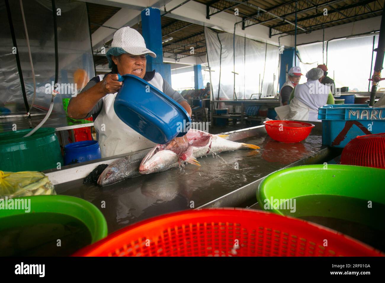 Lima, Peru; 1st January 2023: Woman cleaning fish in the port of ...