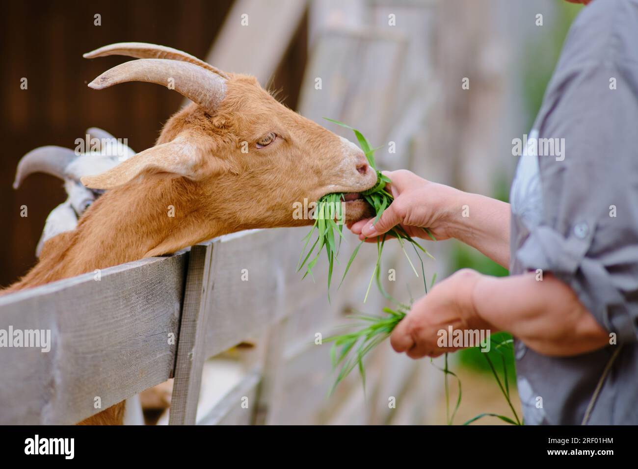 Each goat eagerly eats the grass from the woman's hand, appreciating ...