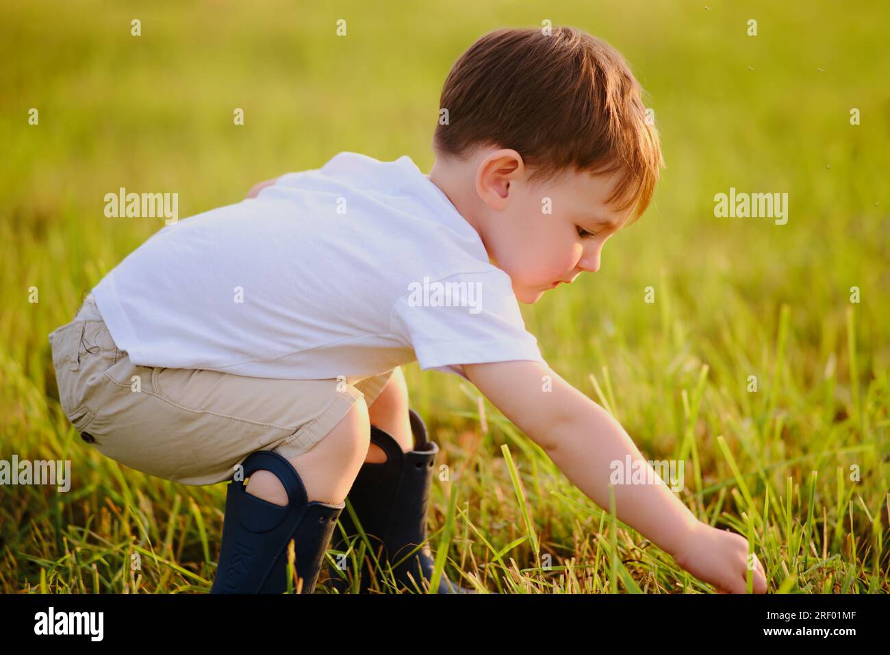 Amidst a picturesque sunset, a curious kid explores the farm, running ...
