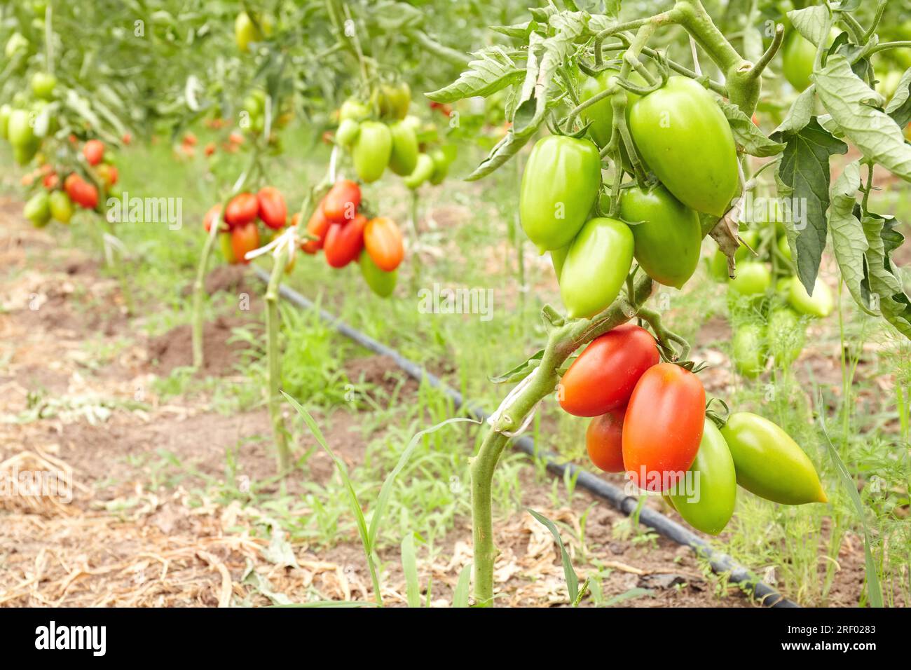 Greenhouse organic tomato farm, selective focus Stock Photo - Alamy