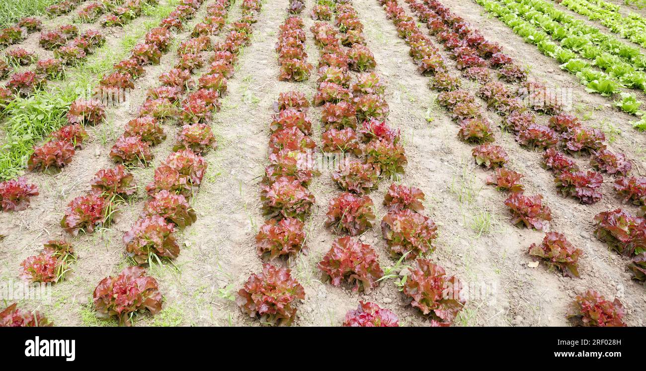 Organic lettuce farm field, selective focus Stock Photo - Alamy