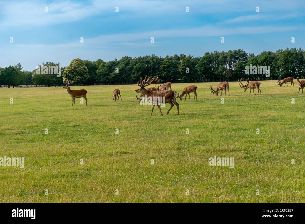 Cervid hi-res stock photography and images - Alamy