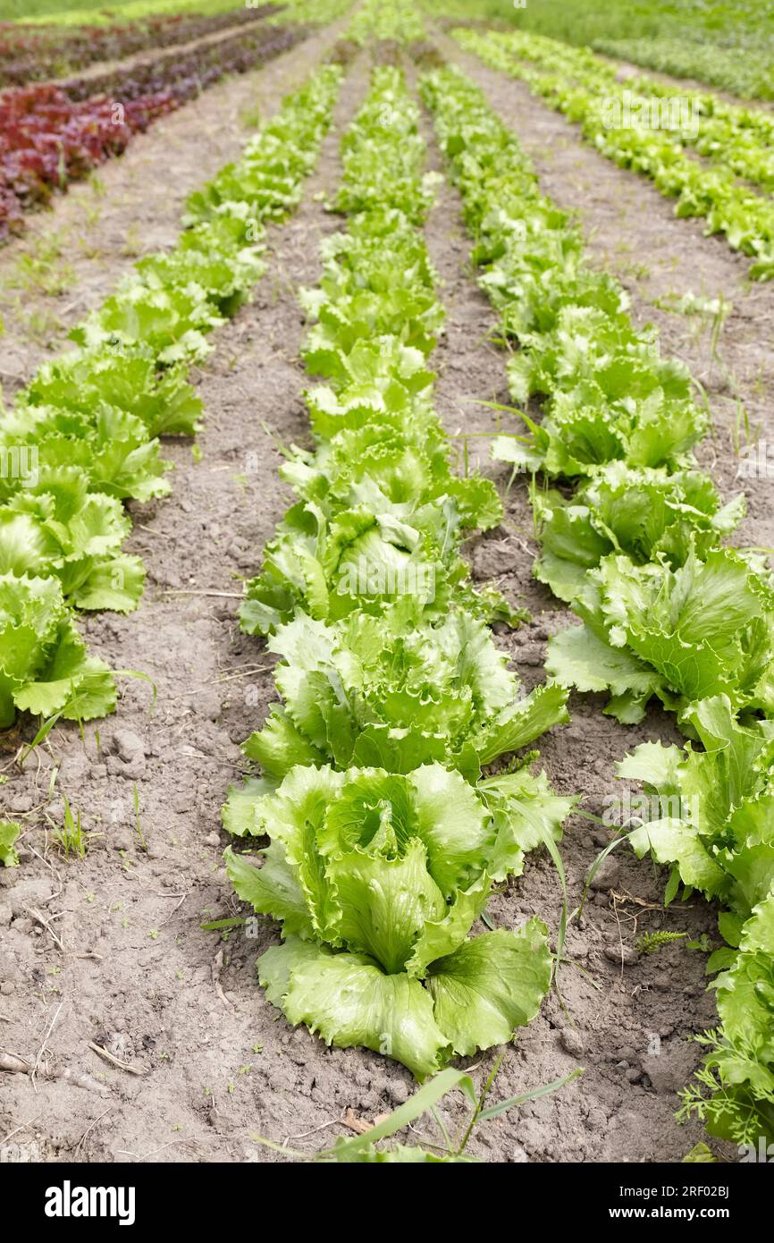 Field of lettuce hi-res stock photography and images - Alamy