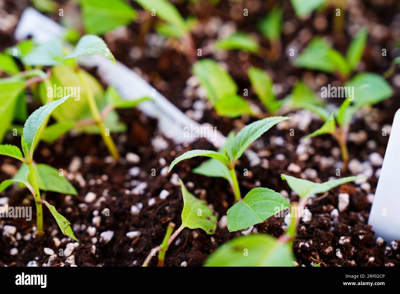 Growing Hydrangeas paniculata from Cuttings. Seedlings in their ...
