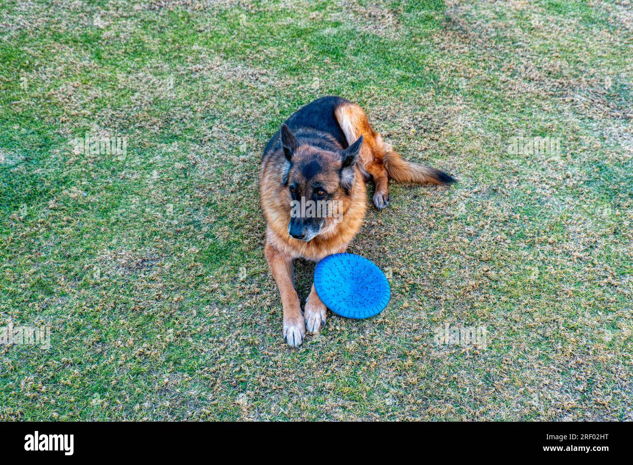 German Sheppard dog retrieving a blue Frisbee, in the backyard on the ...