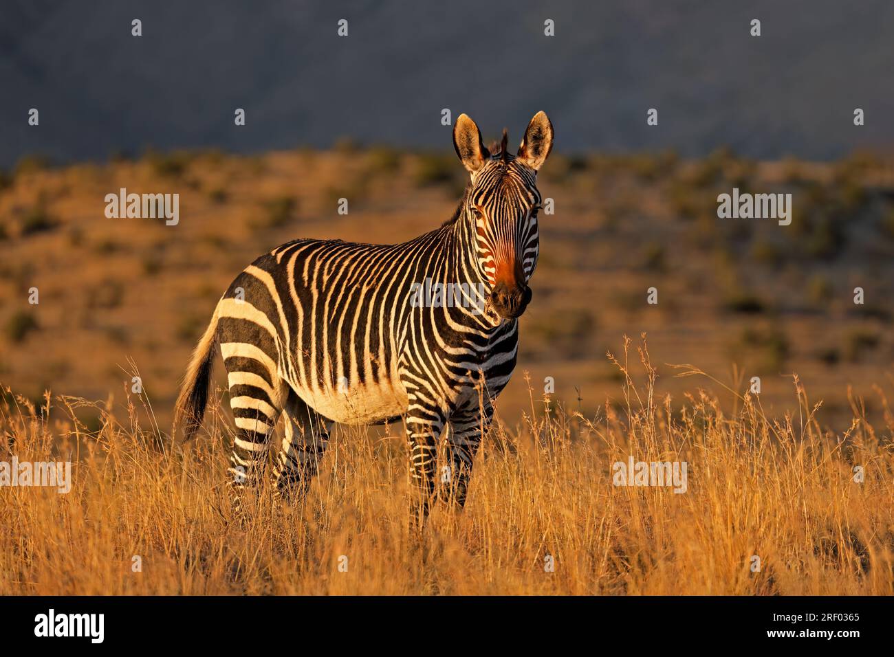 A Cape mountain zebra (Equus zebra) in grassland at sunrise, Mountain ...