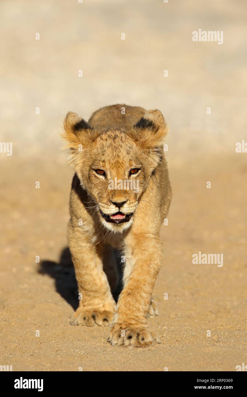 Small African lion cub (Panthera leo) walking, Kalahari desert, South ...
