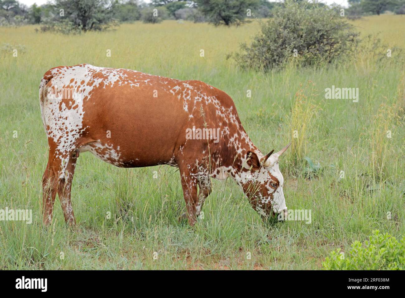 Nguni cow - indigenous cattle breed of South Africa - on a rural farm ...