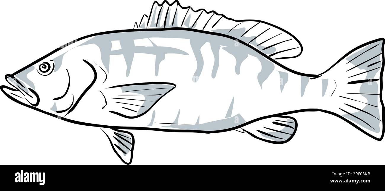 Cartoon style drawing sketch illustration of a cubera snapper or ...