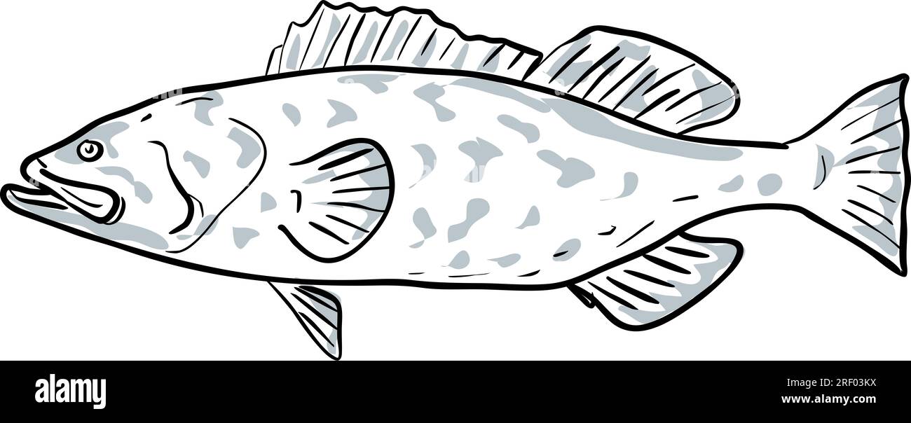 Cartoon style drawing sketch illustration of a Gag Grouper ...