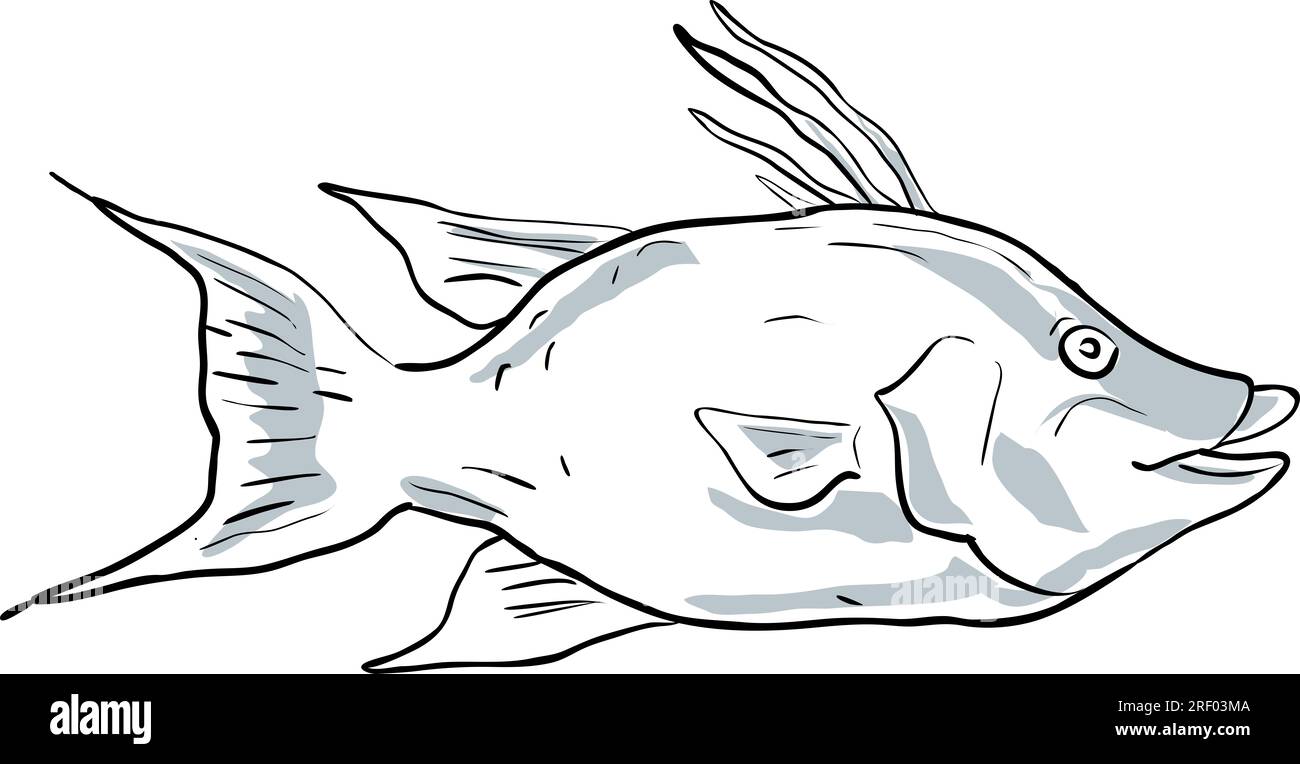 Cartoon style drawing sketch illustration of a Hogfish or Lachnolaimus ...