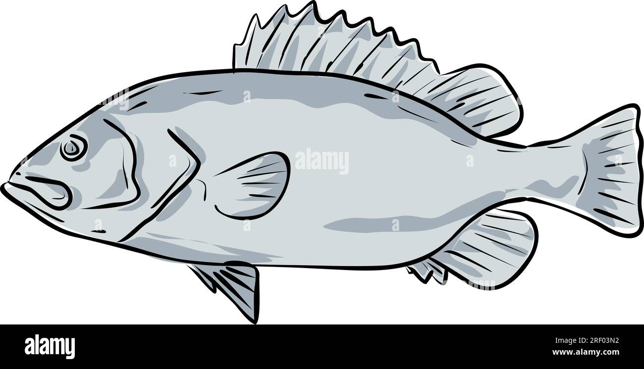 Cartoon style drawing sketch illustration of a snowy grouper or ...