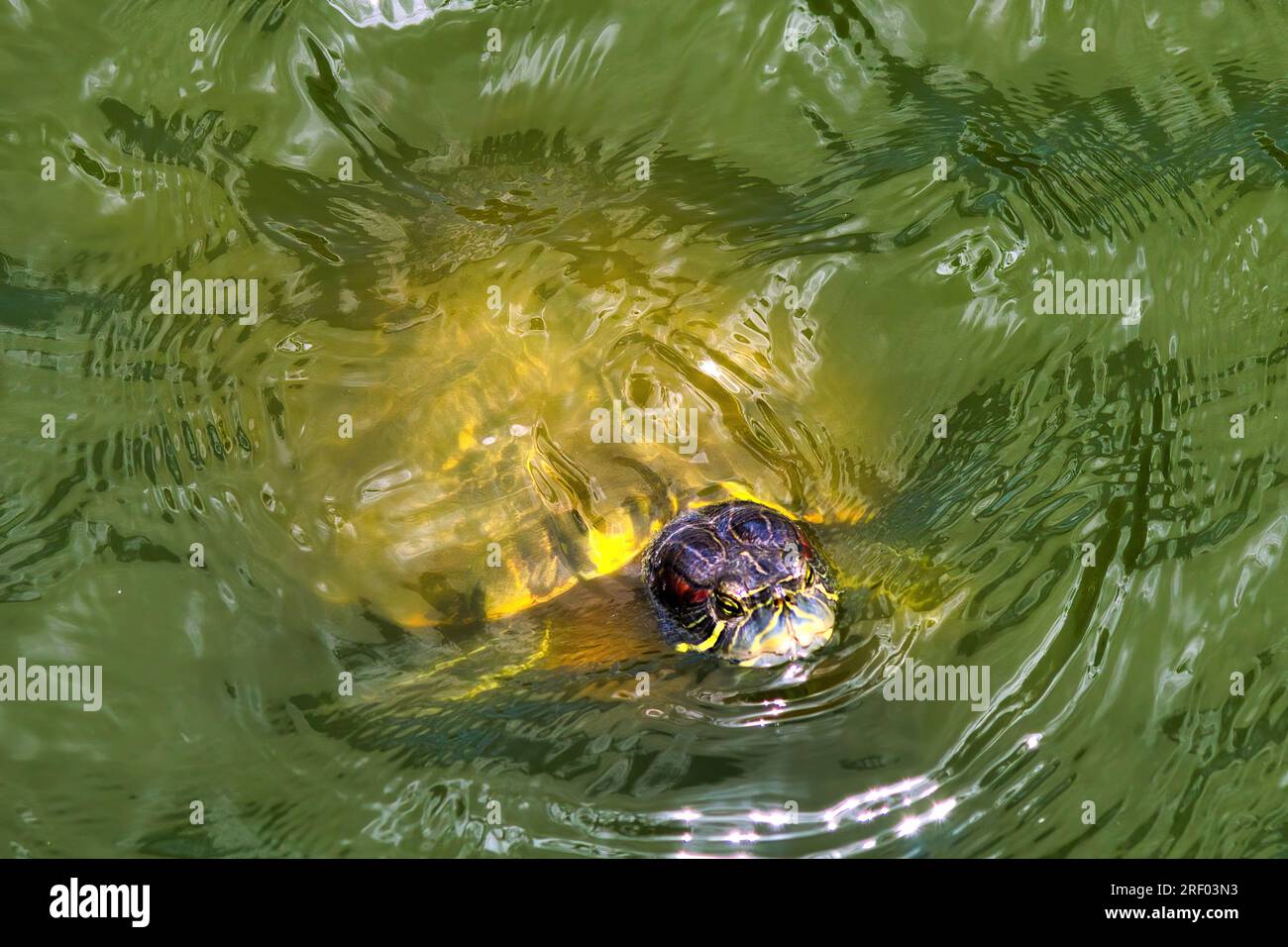 Reptile shell surface tropical hi-res stock photography and images - Alamy