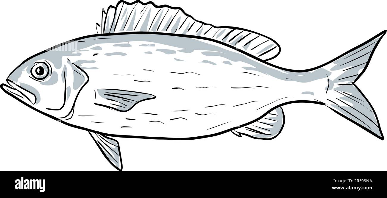 Cartoon style drawing sketch illustration of a Vermilion Snapper ...