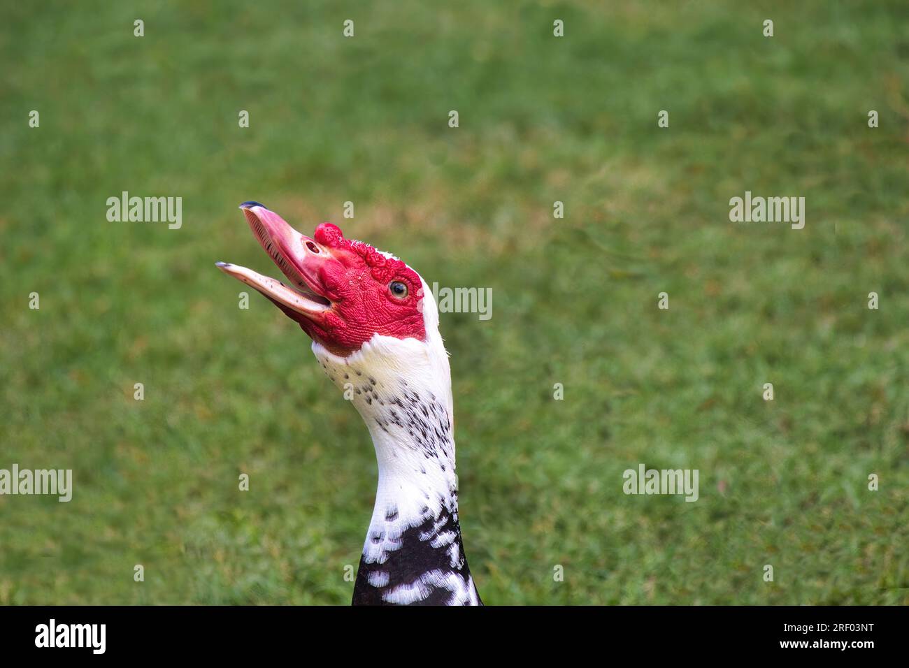Duck mouth open hi-res stock photography and images - Alamy